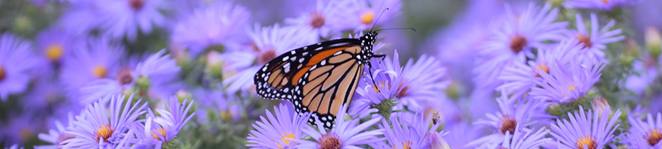 Embracing the Challenge: Anthony Battah's Epic Ultra-Trail for Monarchs ...