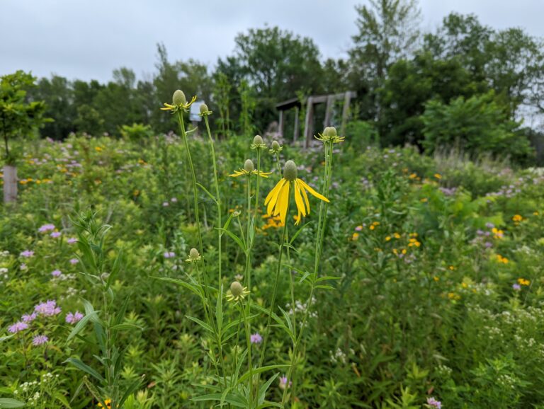 Wild Ones: Native Plants, Natural Landscapes
